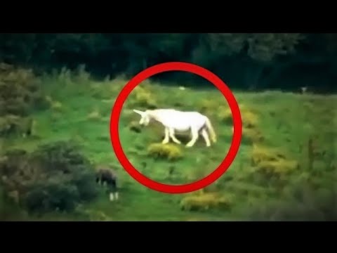 5 REAL PEGASUS CAUGHT ON CAMERA & SPOTTED IN REAL LIFE! - YouTube