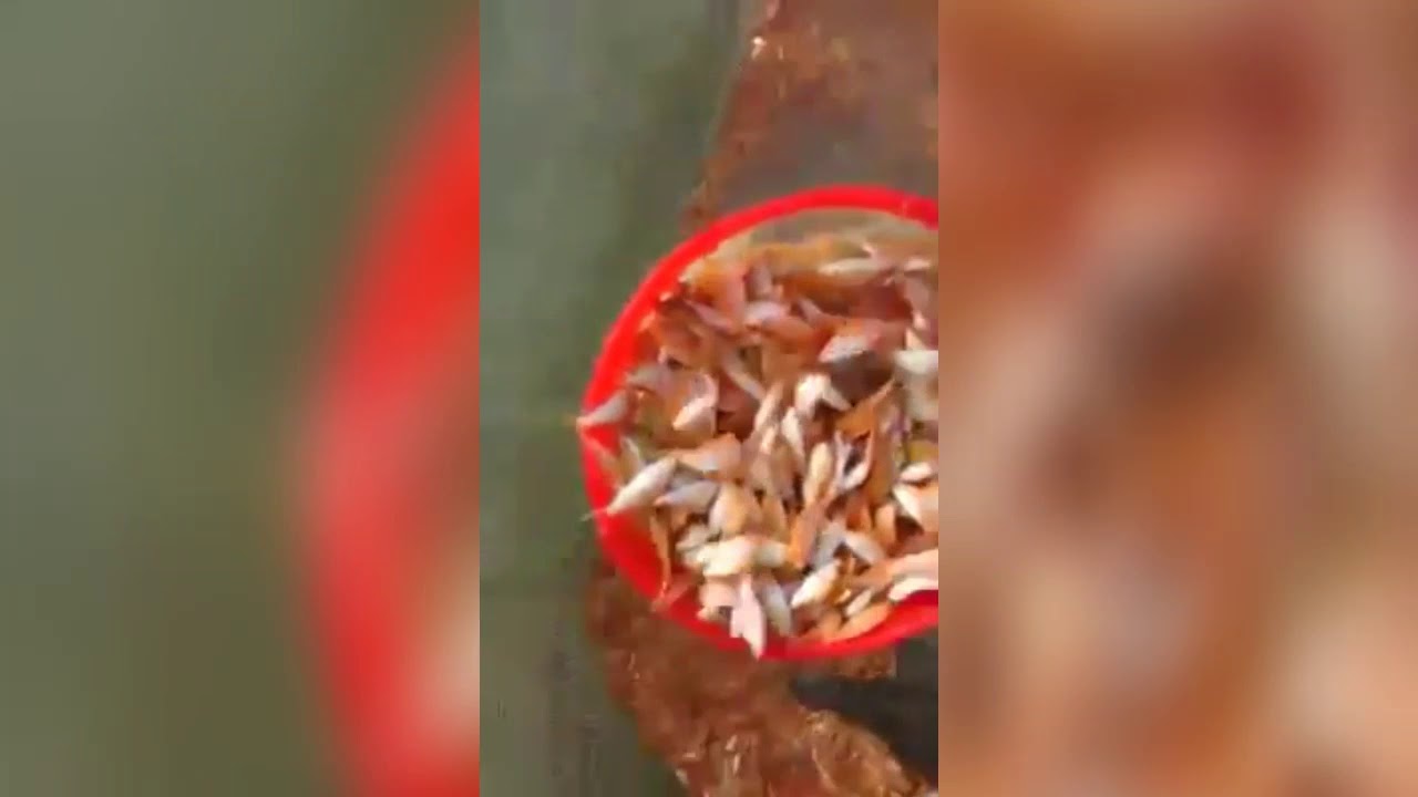 BIBIT IKAN GURAME MERAH - YouTube