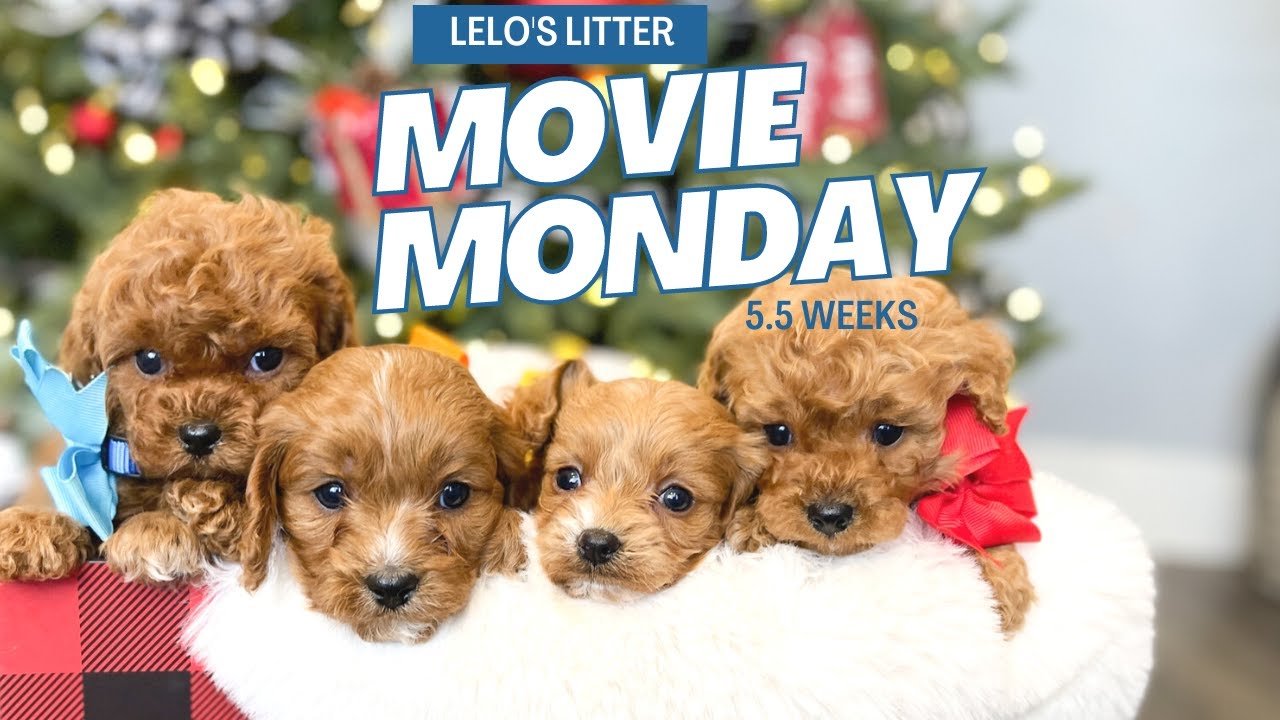 Cavapoo Puppies 5 5 weeks old | Lelo's little ones - YouTube