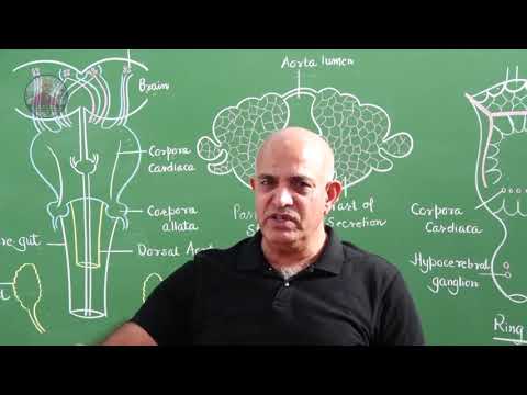 ENDOCRINE SYSTEM OF INSECT - YouTube