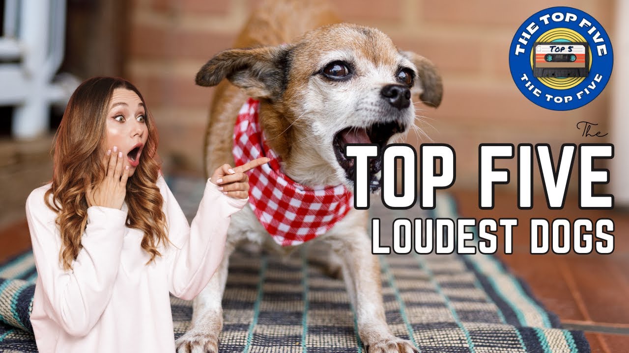 The Top 5 Loudest Dog Breeds [4K] - YouTube
