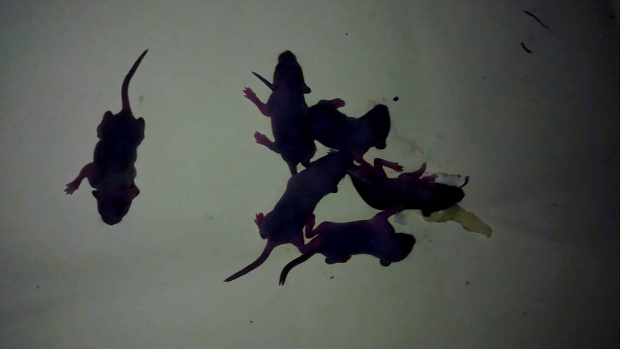 Crias de pericote - YouTube