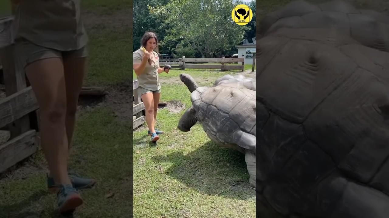 Why Turtle Attacks Black Objects - YouTube