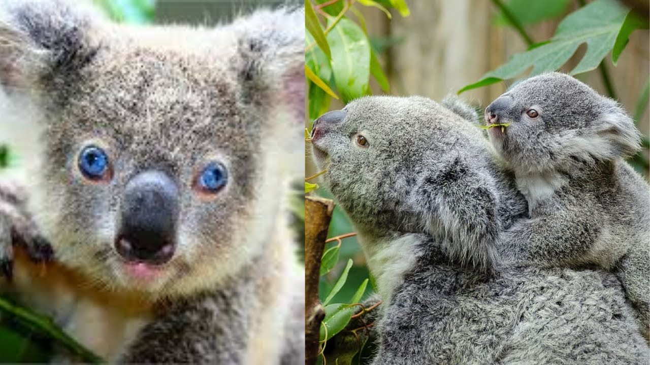 🐨😍CUTE ANIMALS-FUNNY KOALA BEARS/FUNNY KOALA VIDEO COMPILATIONS/FUNNY ...
