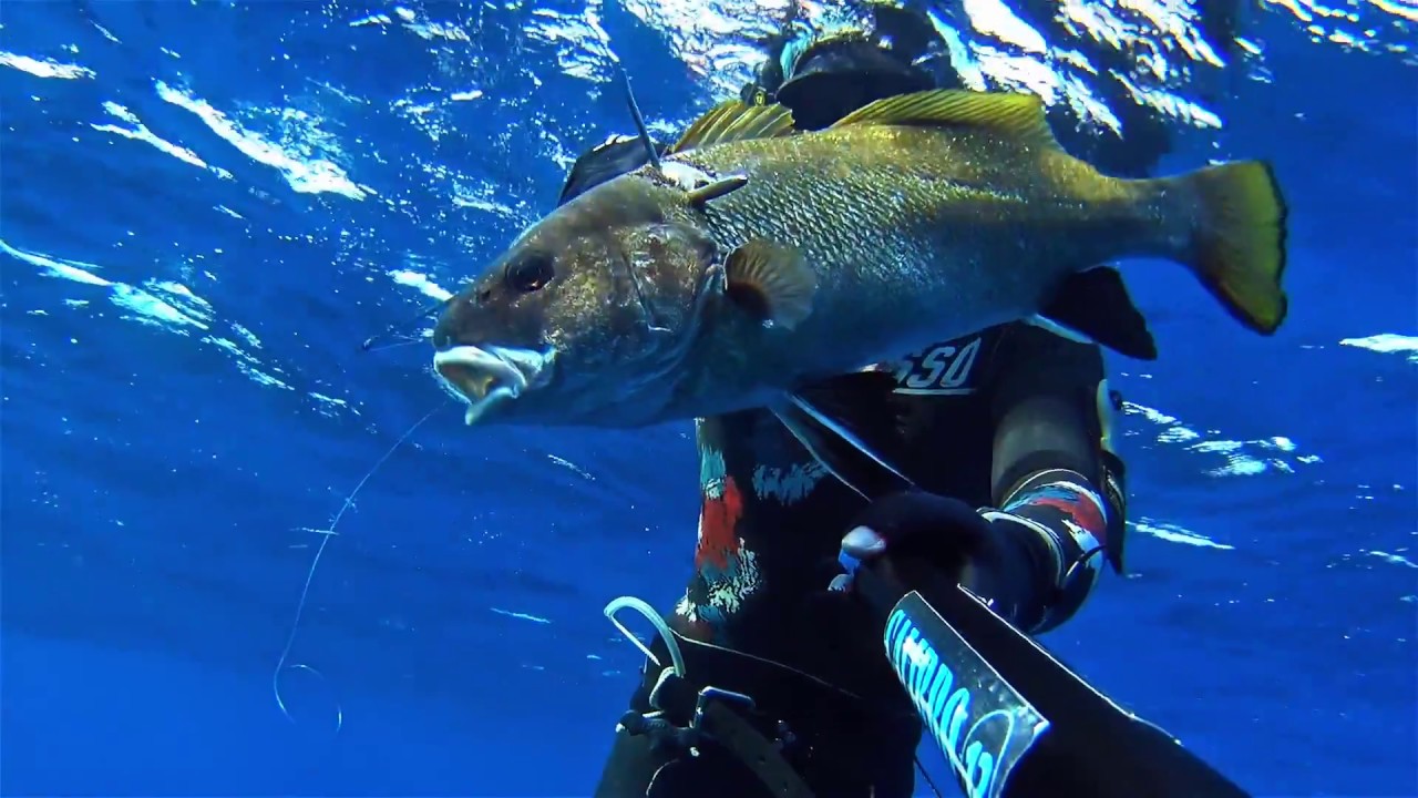 Spearfishing: Amazing brown meagre (Sciaena umbra) by Monkeysub ...