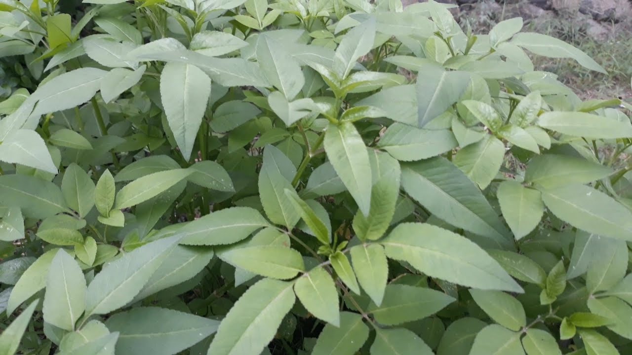 Sayur Lock Down, Rumput Liar Buat Sayur - YouTube