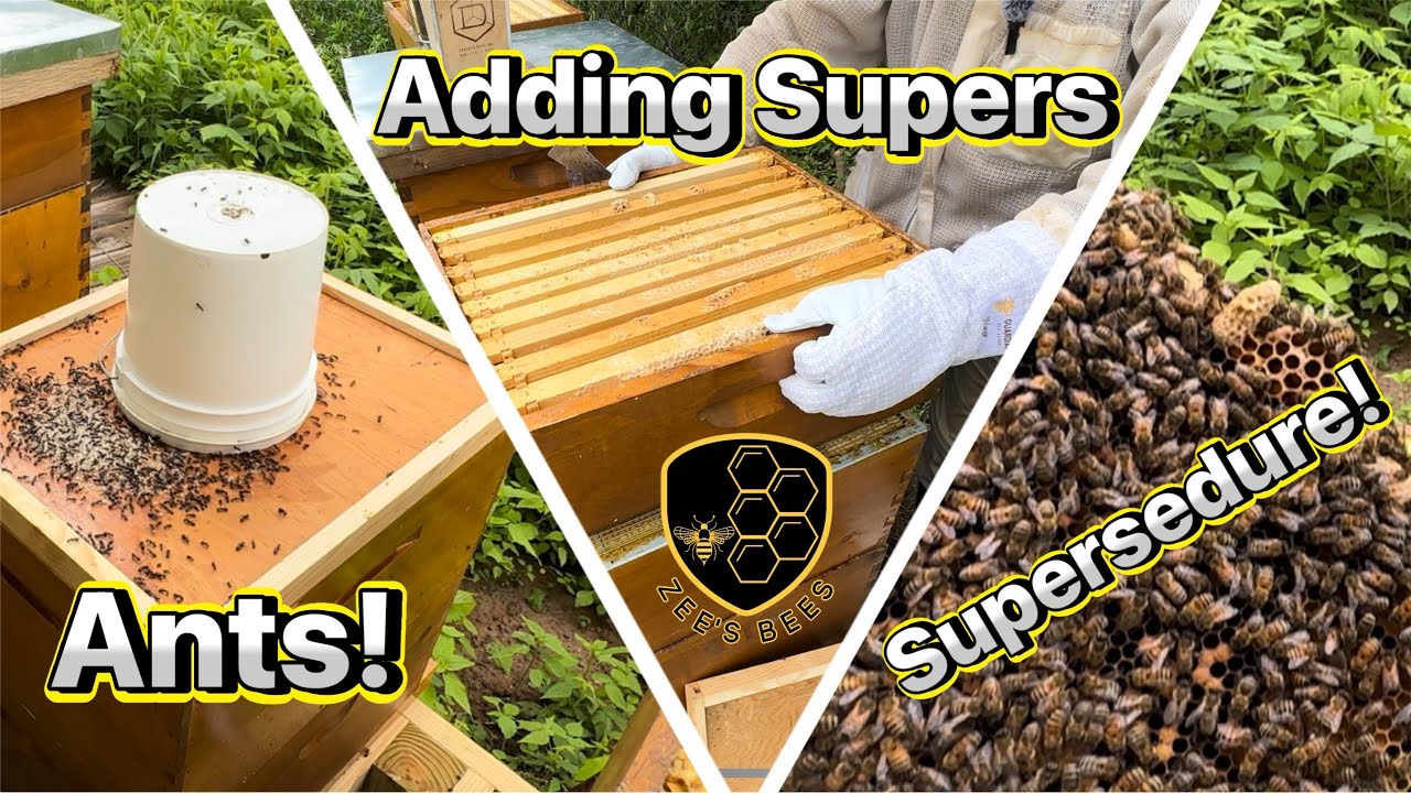 Adding supers | New gloves | Supersedure cells | Ants! Beekeeping adventures - YouTube