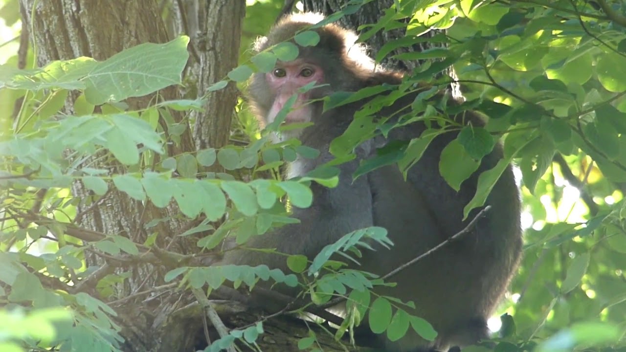 Japanese Monkey Eats Legume and Leaf of Black Locust Tree ニホンザル♂がニセアカシア ...