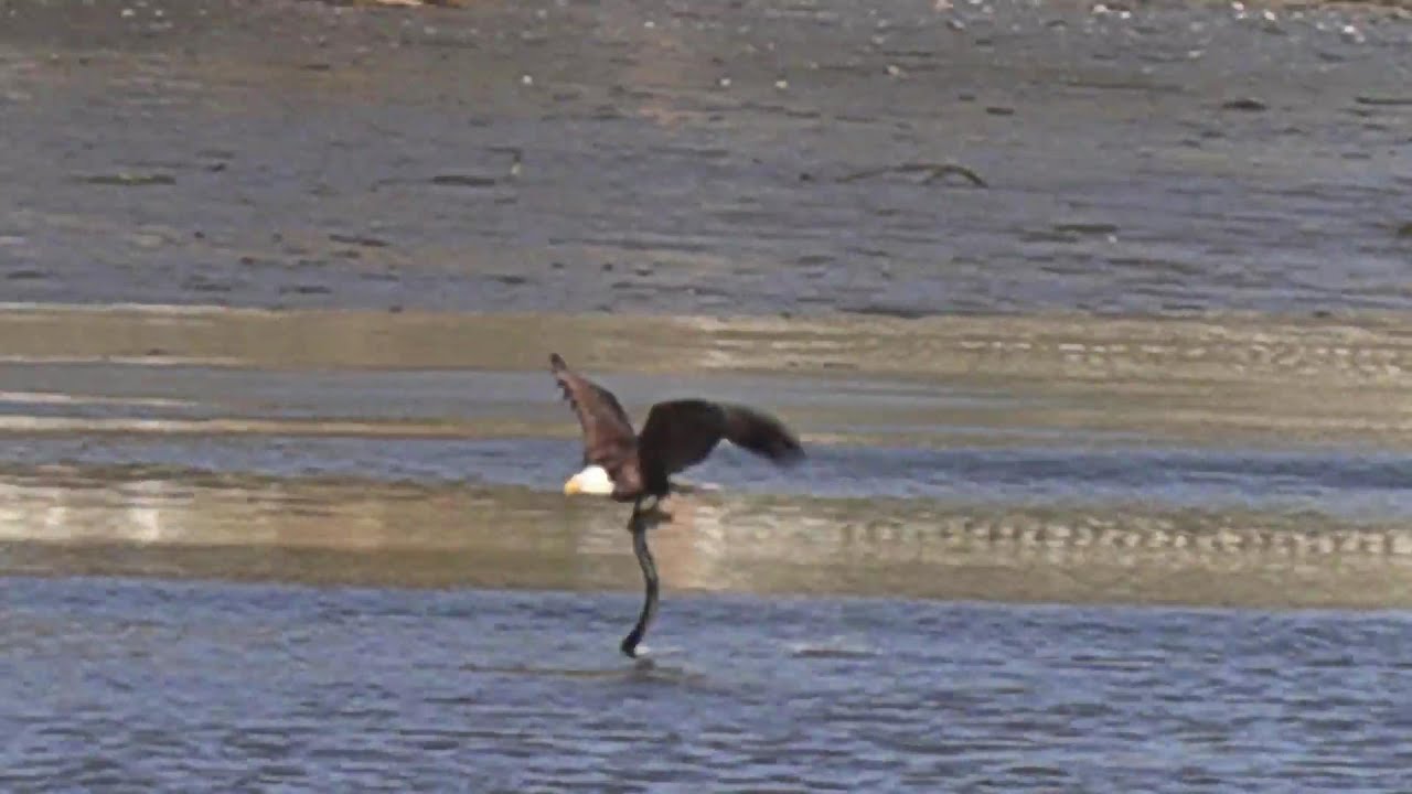Dad Eagle catching a large Eel - YouTube