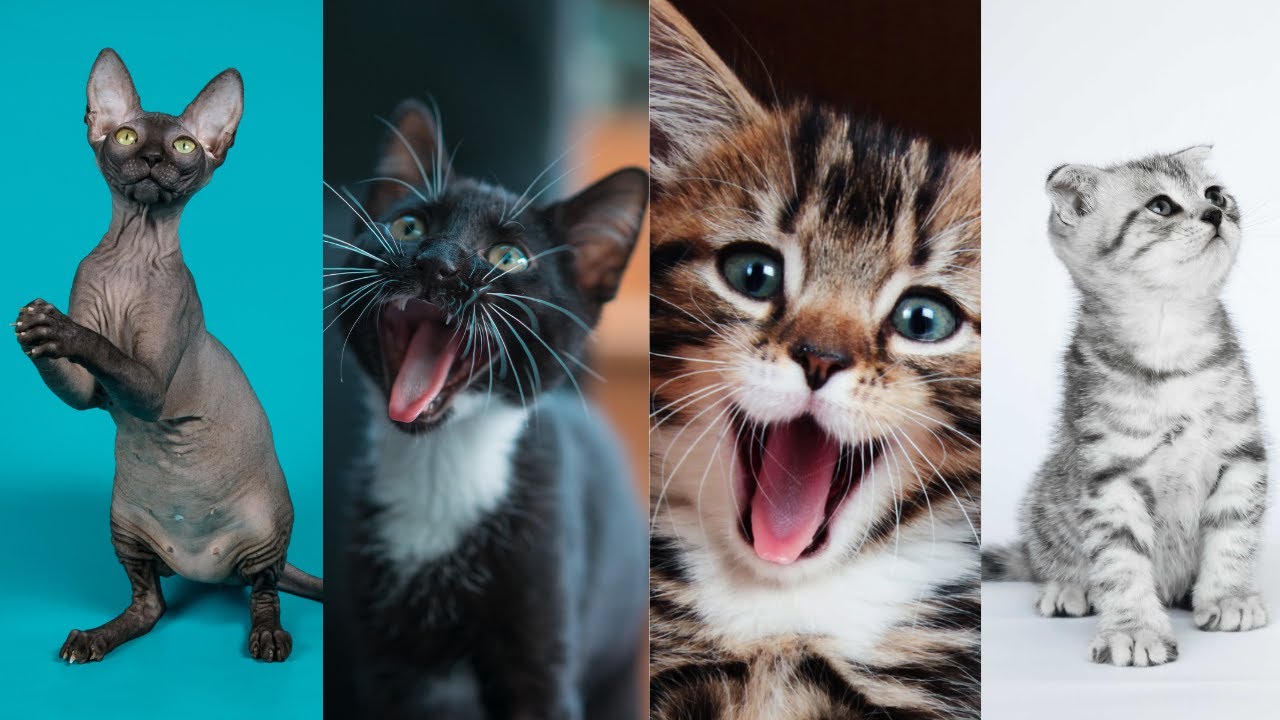 I'm a big kid || Cats glow up | Growing up animals #3 | Cute Baby To ...