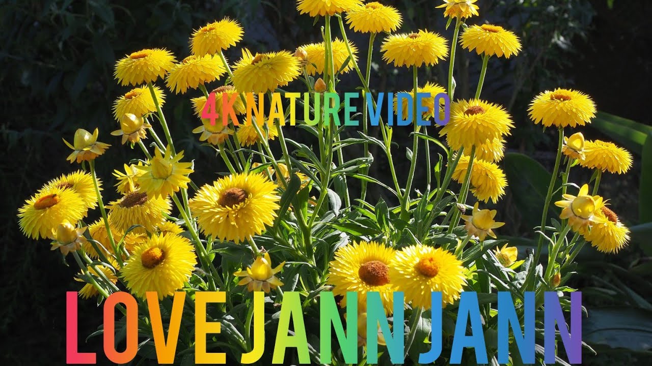 nature video 4k || nature video 4k 30 seconds|| nature sounds 🥀 - YouTube