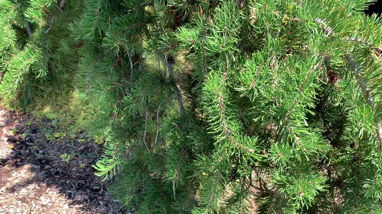 Pinus banksiana 'Uncle Fogy' Contorted Weeping Jack Pine July 10, 2020 ...