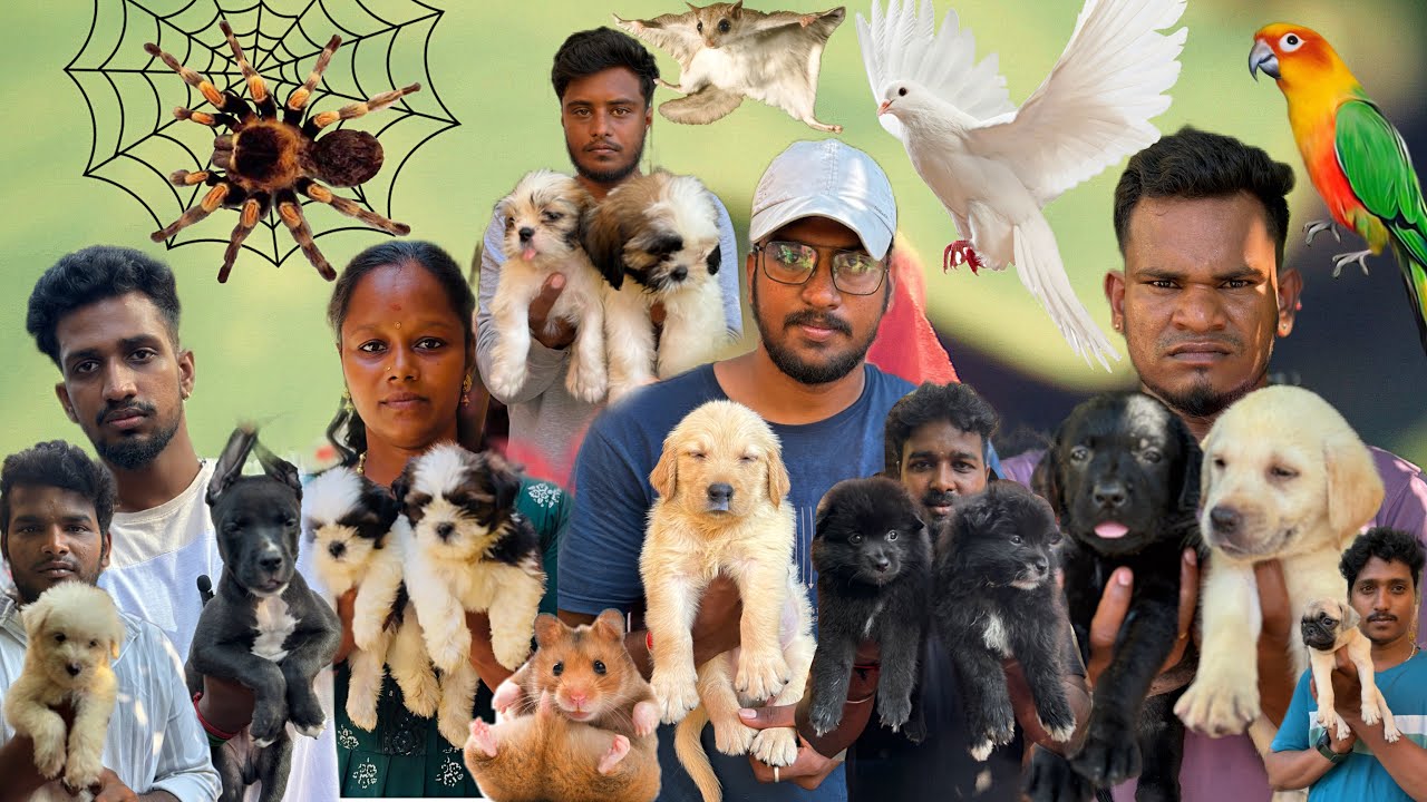Super Offer for Puppies in Chennai Broadway Sunday Pets Market | All ...