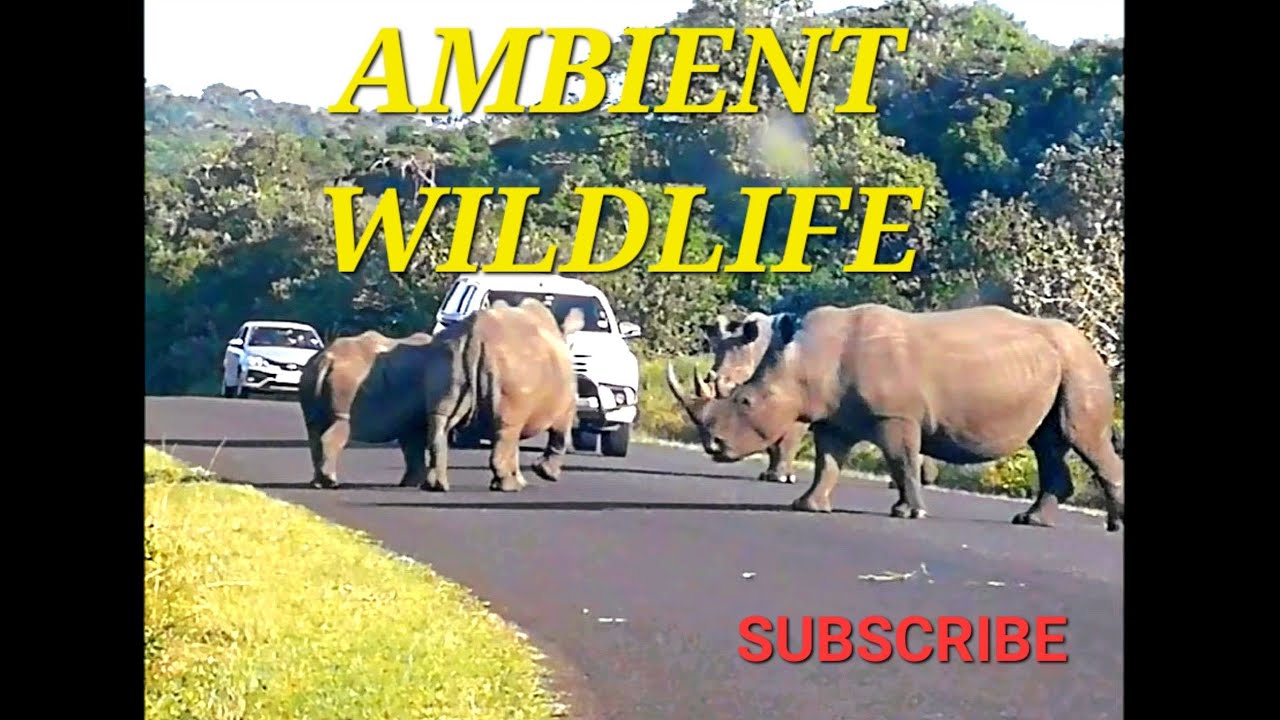 Journey into an Ambient Wild: A 2 Hour Safari of African Animals. - YouTube