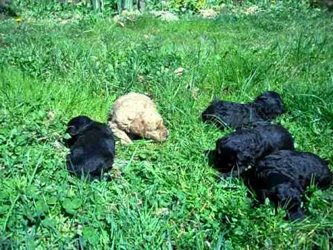 Mini pudlice crne i aprikot na prodaju.AVI - YouTube