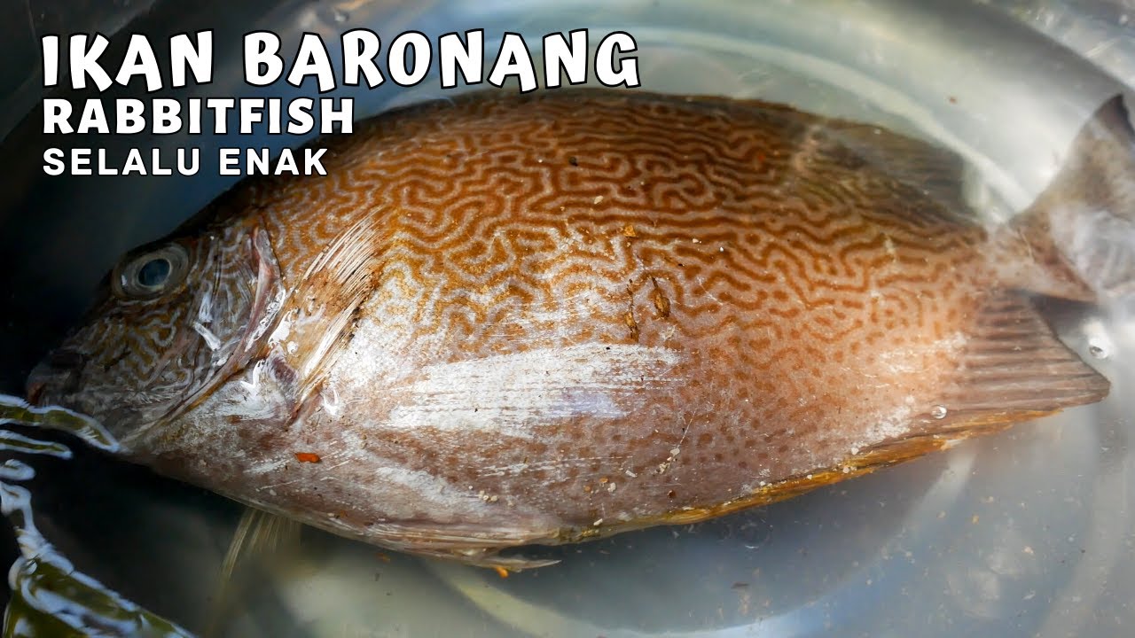 Sekali Coba IKAN BARONANG langsung Terasa Nikmatnya! Pantai Pasir Putih ...