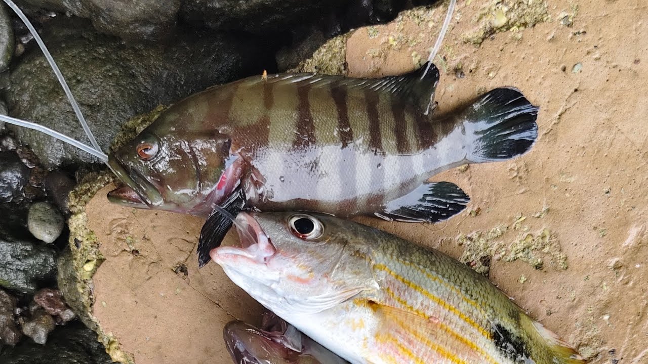 HIGH TIDE NO PROBLEM | LIBRENG PANG ULAM | ULTRALIGHT FISHING| CJR ...