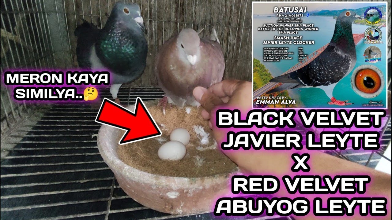 JAVIER LEYTE CLOCKER X ABUYOG LEYTE..MERON KAYA SIMILYA ITLOG NILA..🤔 ...