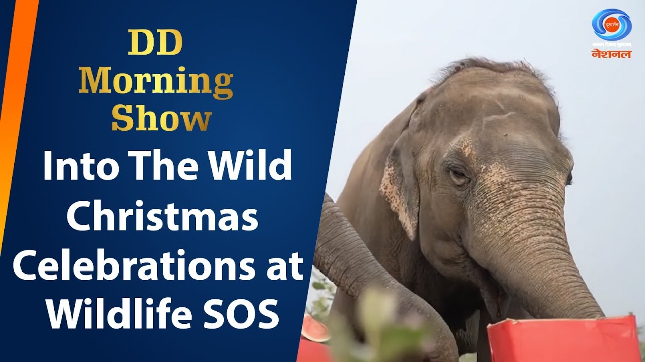 DD Morning Show | Into the Wild | Christmas Celebrations at Wildlife ...