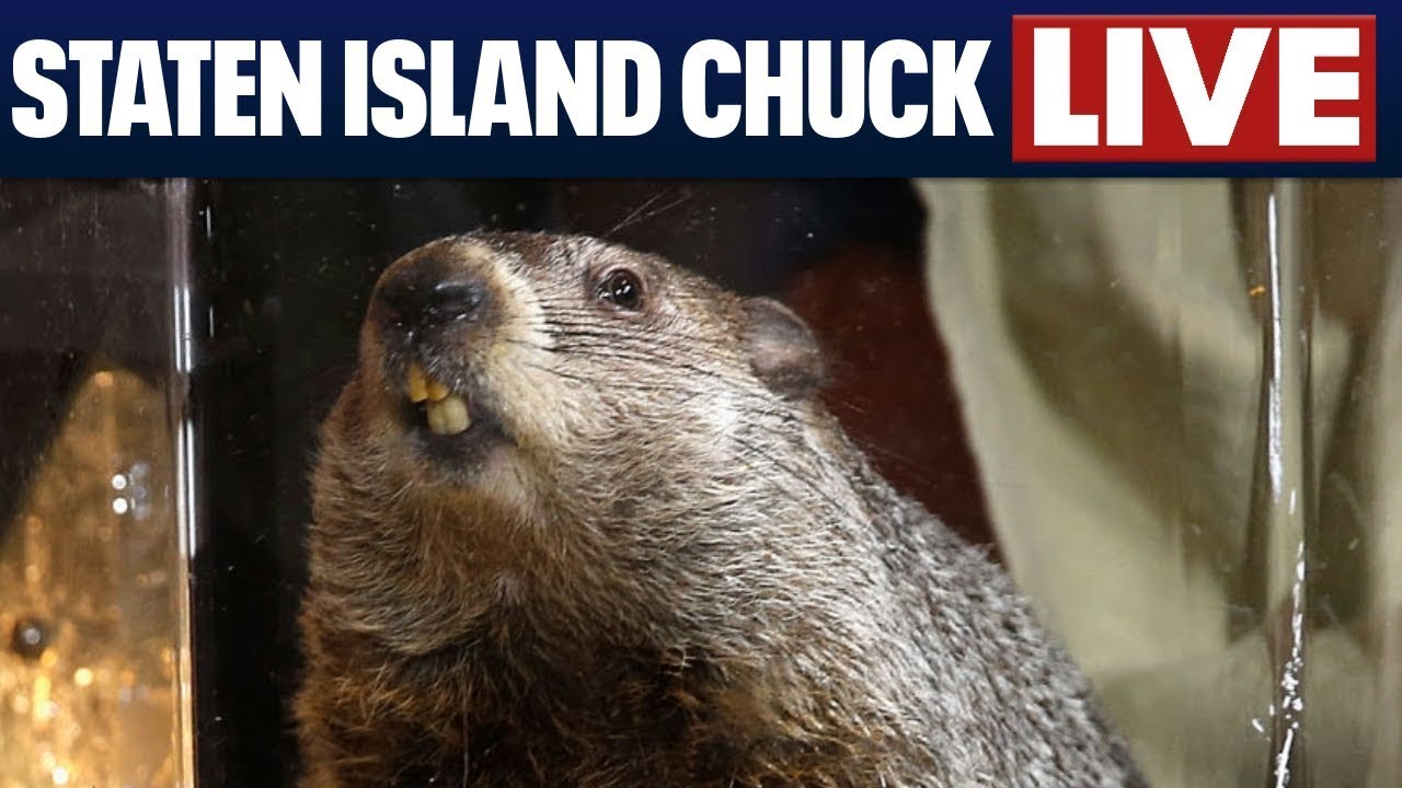 Staten Island Chuck: Live 2026 Groundhog Day prediction from NYC 🔴🗽 ️ ...