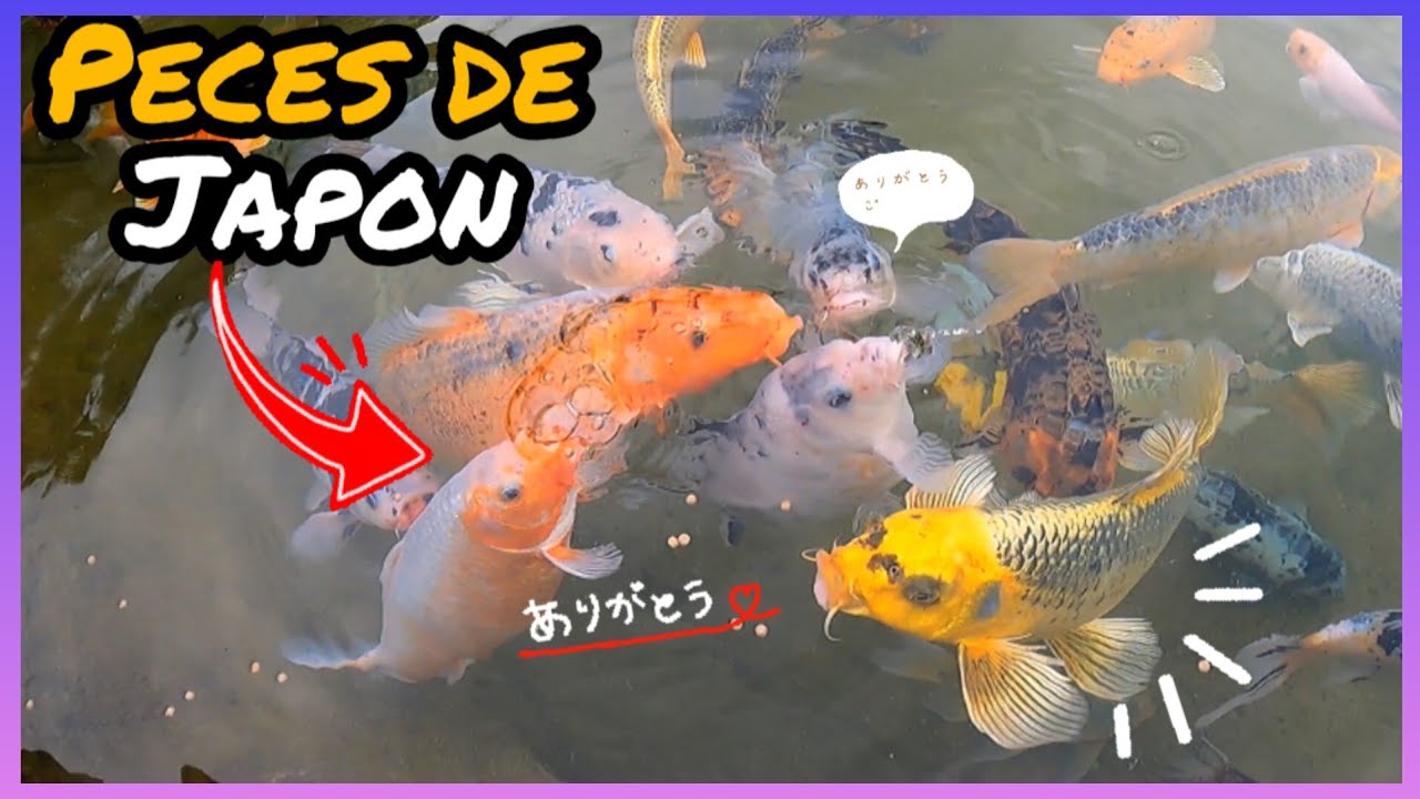 FUIMOS a VER las CARPAS KOI de CHINA Y JAPON ¡PARQUE RECREATIVO DE ...