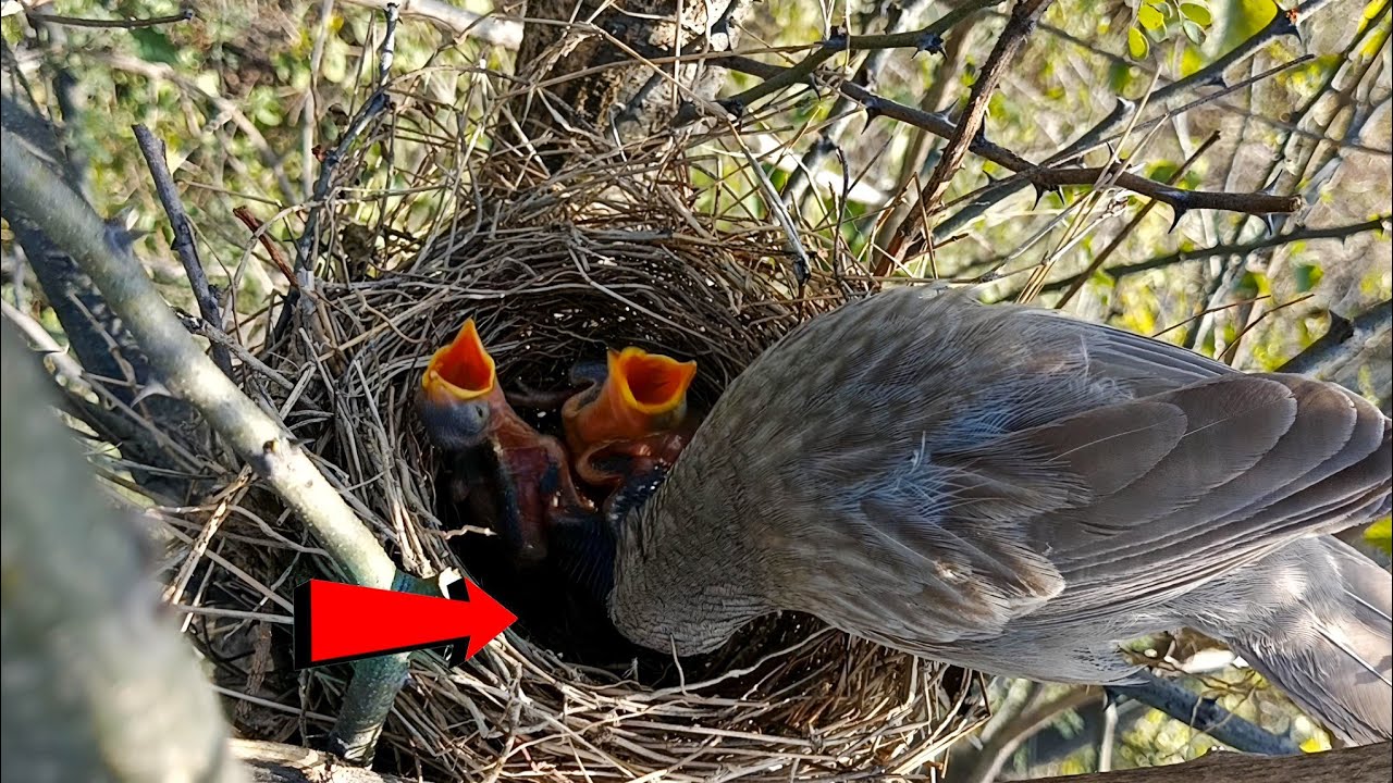 Wild babbler bird is doing something under the babies ...
