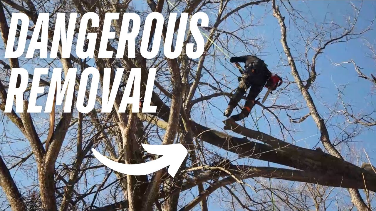 Tricky Tree Removal - Uprooted Tree Hung in Other Trees - YouTube