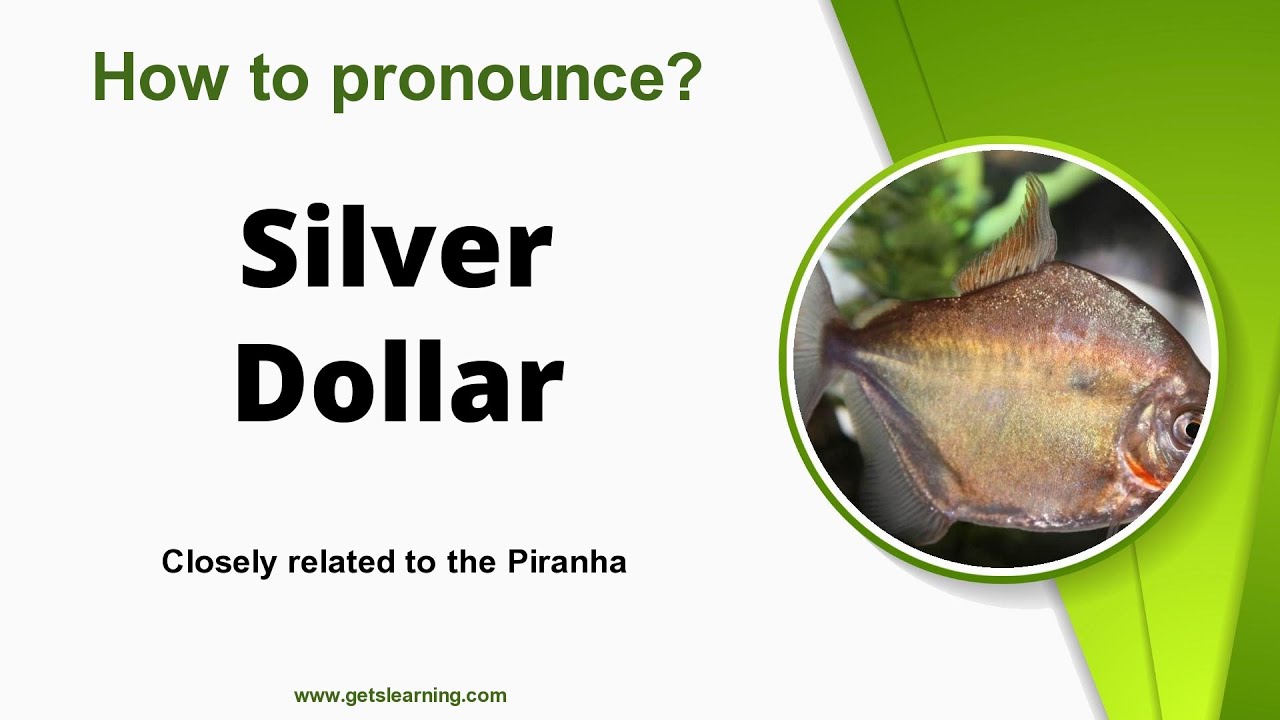 How to pronounce Silver Dollar Fish in English correctly - YouTube