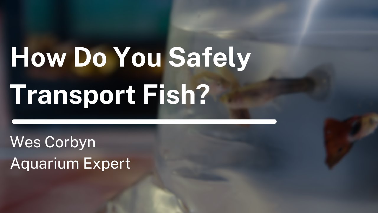 How Do You Safely Transport Fish? - YouTube