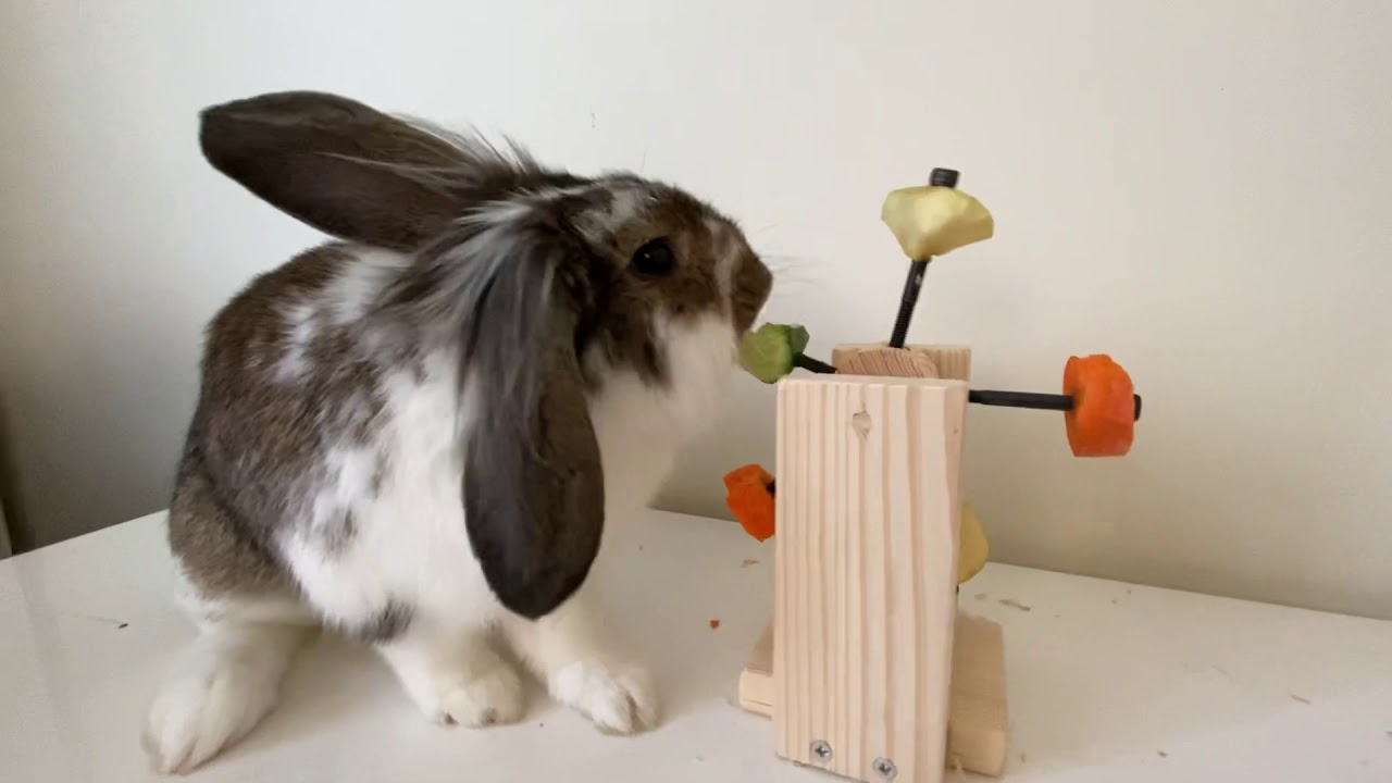 Rotating Rabbit Feeder Toy - YouTube