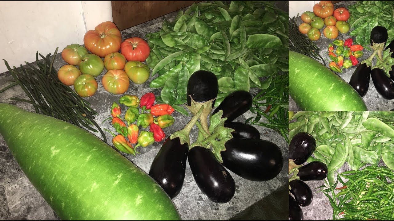 Bangladeshi Fresh Vegetables Harvested || Shokher Bagan 2019 - YouTube