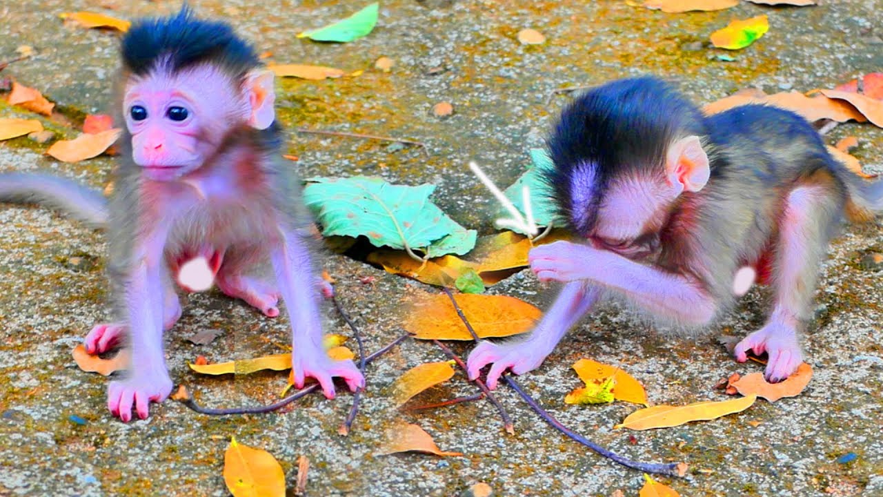 So best...Little baby monkey RANDY is so brave and strong without mom ...