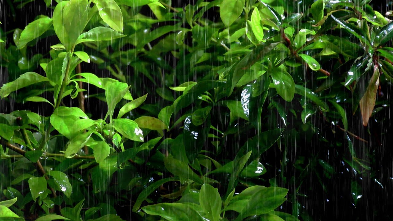Rain and Thunderstorm Sounds for Stress-Free Sleep and Total Relaxation - YouTube