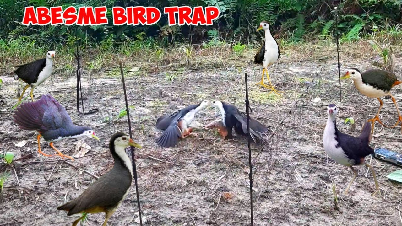 Excellent Bird Hunting |Hunting wild birds with a fake bird |How ...