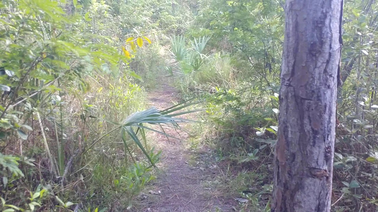 Long Pine Key Walking Trail, Everglades National Park - YouTube