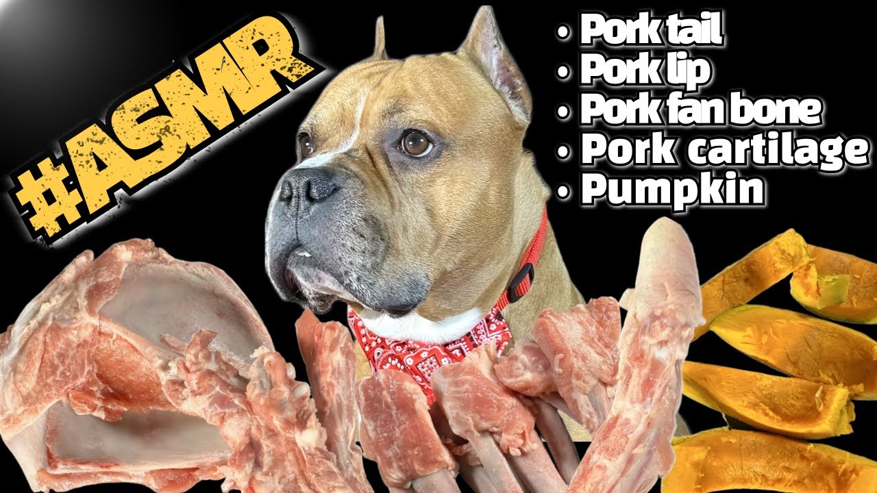 DOG ASMR RAW Pork Tail&Rib&Fan bone&Cartilage&Pumpkin MUKBANG.#먹방#강아지 ...