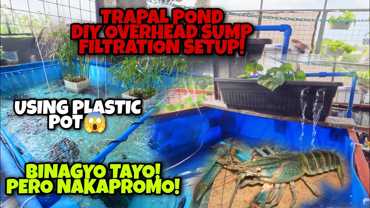 TRAPAL POND.. DIY OVERHEAD SUMP FILTRATION SETUP!USING PLASTIC POT ...