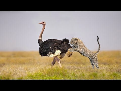 How  Leopard Attack Ostrich Success