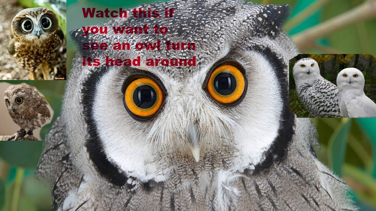 Adventures with Owls-(Raccoon State Park) - YouTube