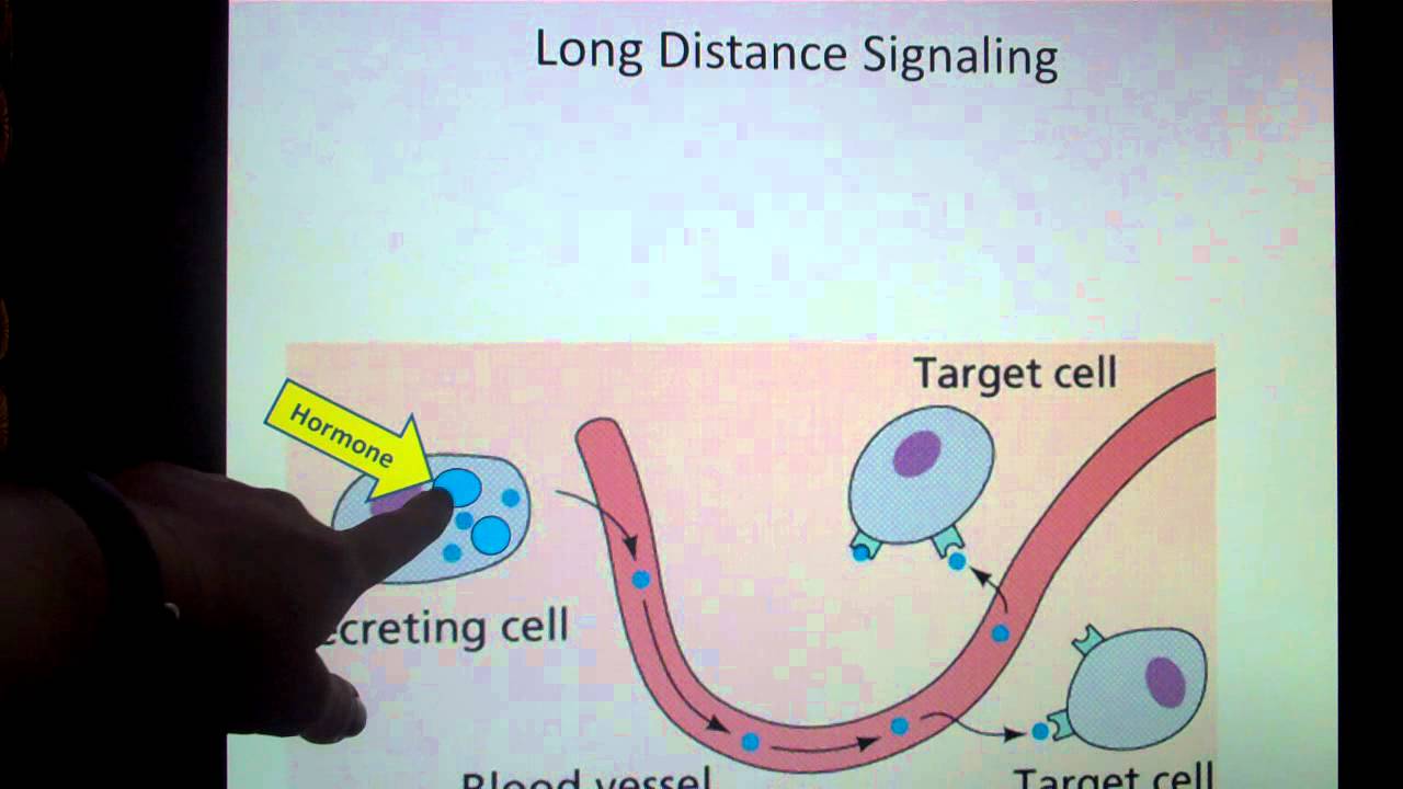 11 1 Intro to cell communication - YouTube