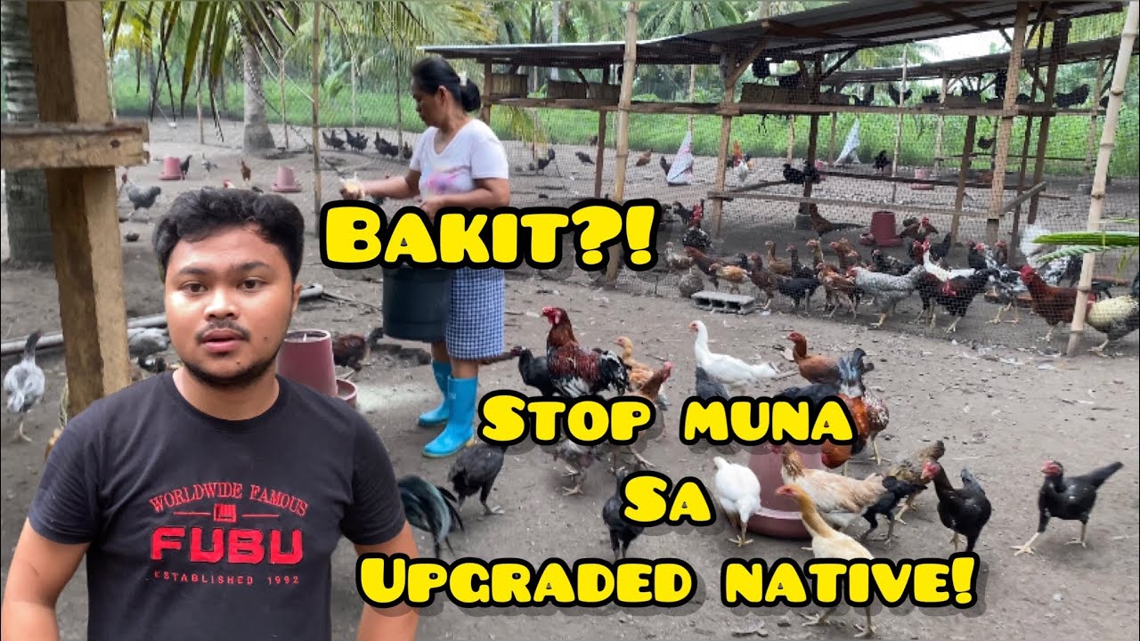 HUMINTO AKO SA UPGRADED NATIVE CHICKEN! - YouTube