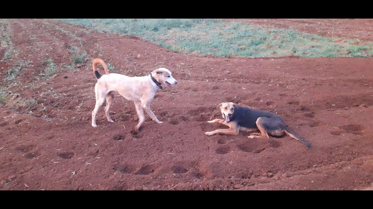 how to playing pets - YouTube