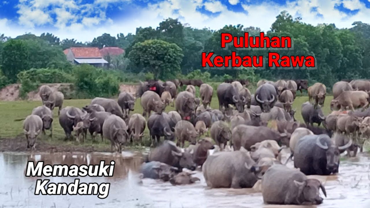 PULUHAN KERBAU RAWA YANG AKAN DIGIRING MEMASUKI KANDANG - YouTube