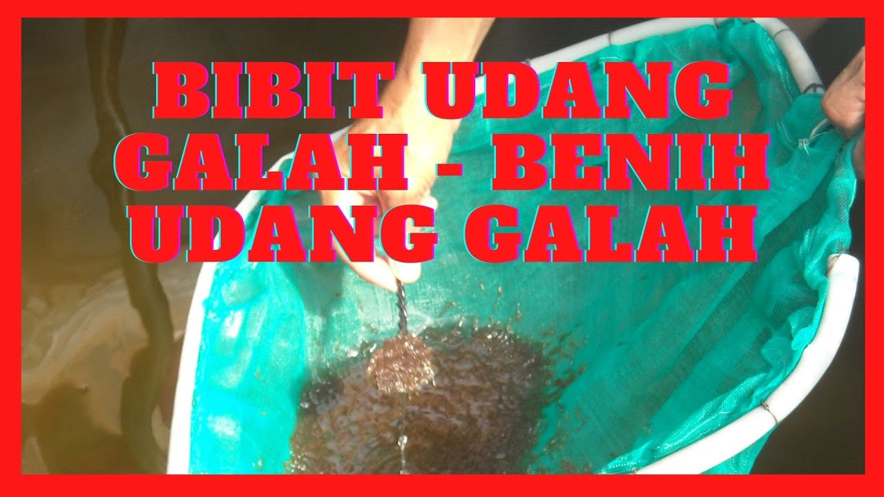 Bibit Udang Galah - Benih Udang Galah, Proses PANEN BIBIT UDANG GALAH ...