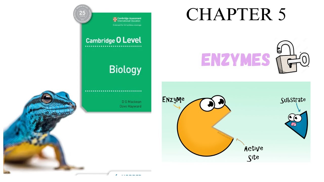 CHAPTER 5 | ENZYMES | O LEVEL BIOLOGY 5090 - YouTube