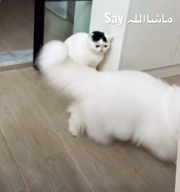 Peki face cat , pike face cat - YouTube