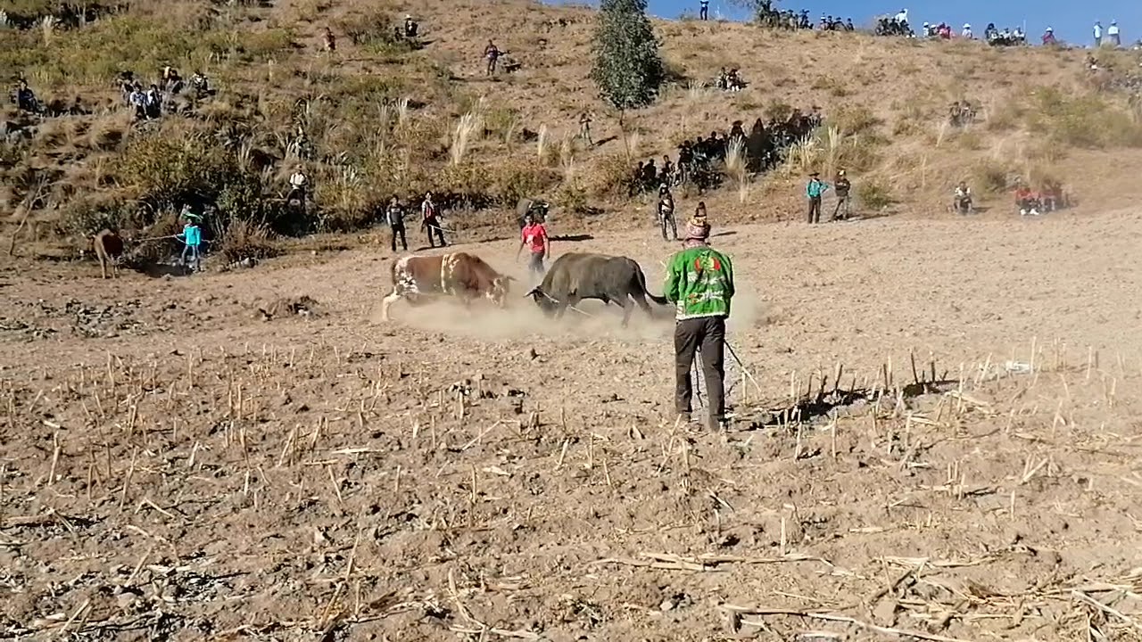 PELEA DE TOROS TAMBO QASA TOROTORO 2020 - YouTube