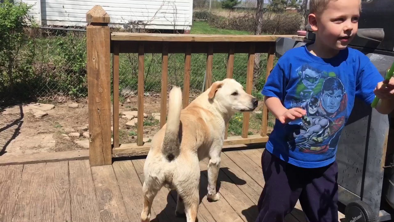 DOG AND KID CHASE BUBBLES - YouTube