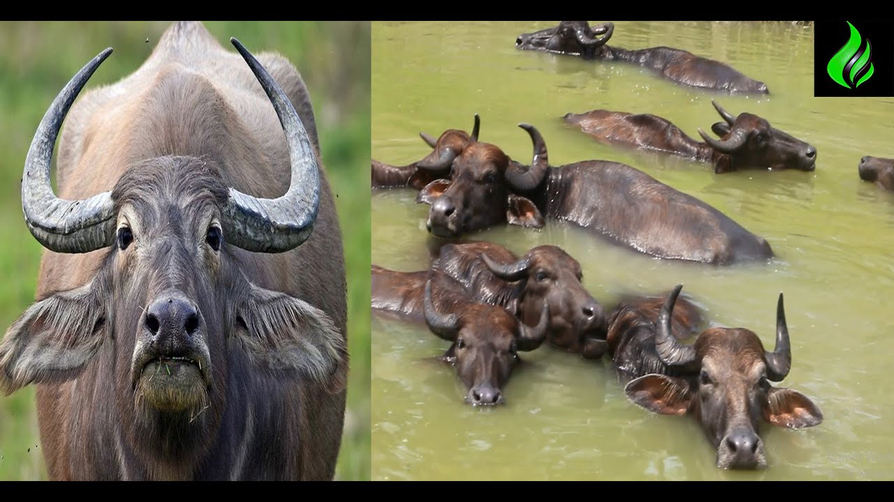 বাংলাদেশের মহিষ পালন.The buffalo of Bangladesh - YouTube