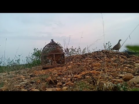 species of wilpattu national park photo gallery of Pakistan desi teetar picture all desi teetar